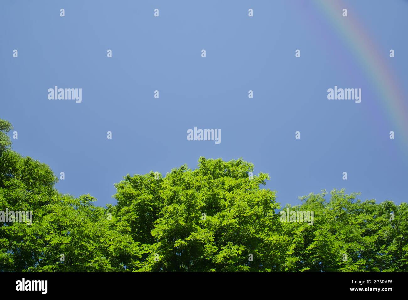 Blue sky with rainbow over the treetops Stock Photo - Alamy