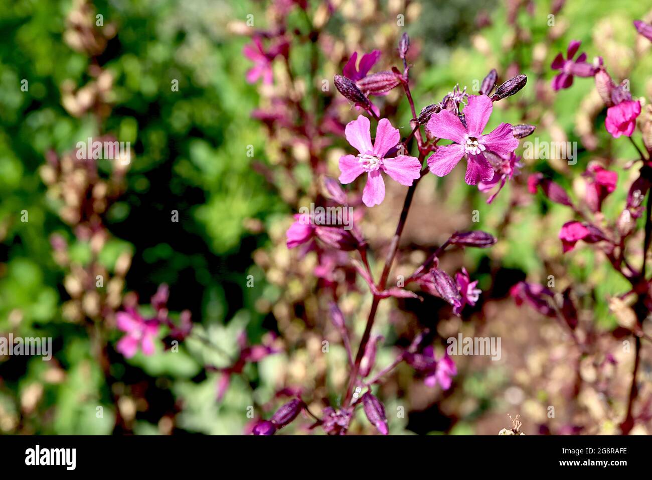Sticky stems hi-res stock photography and images - Alamy