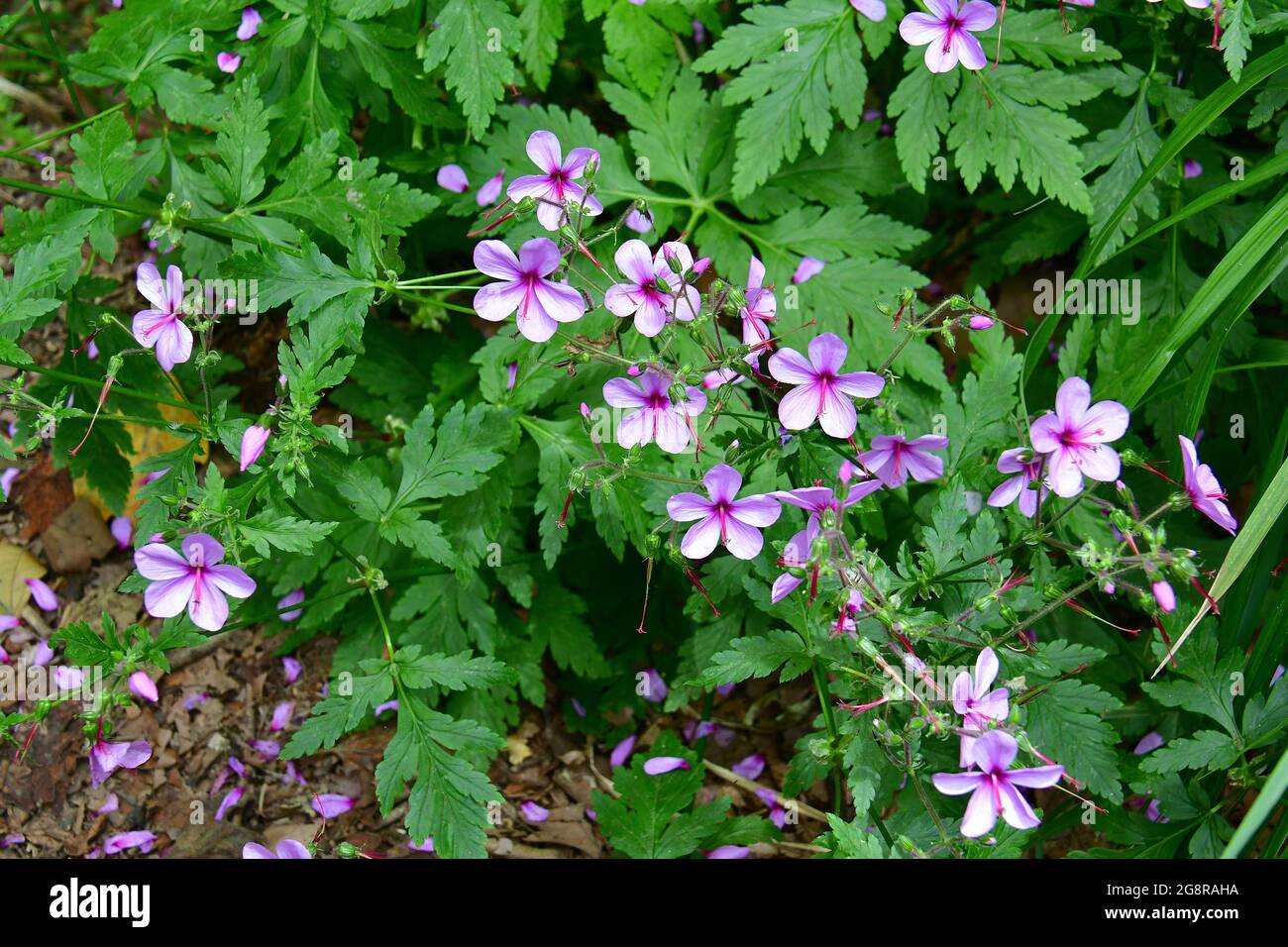 Canary Island geranium, Geranium palmatum, gólyaorr, Madeira, Portugal ...