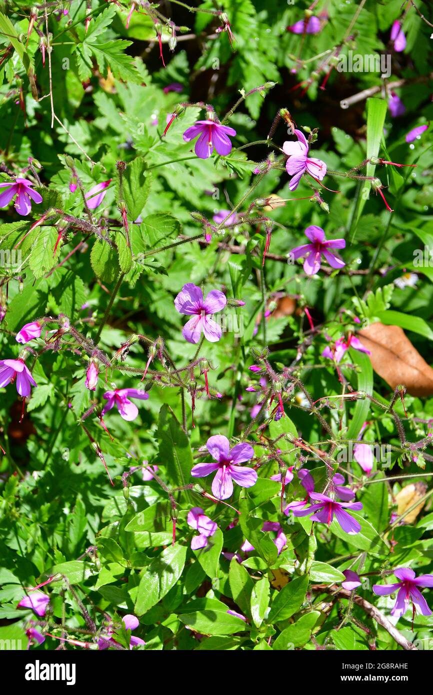 Canary Island geranium, Geranium palmatum, gólyaorr, Madeira, Portugal ...