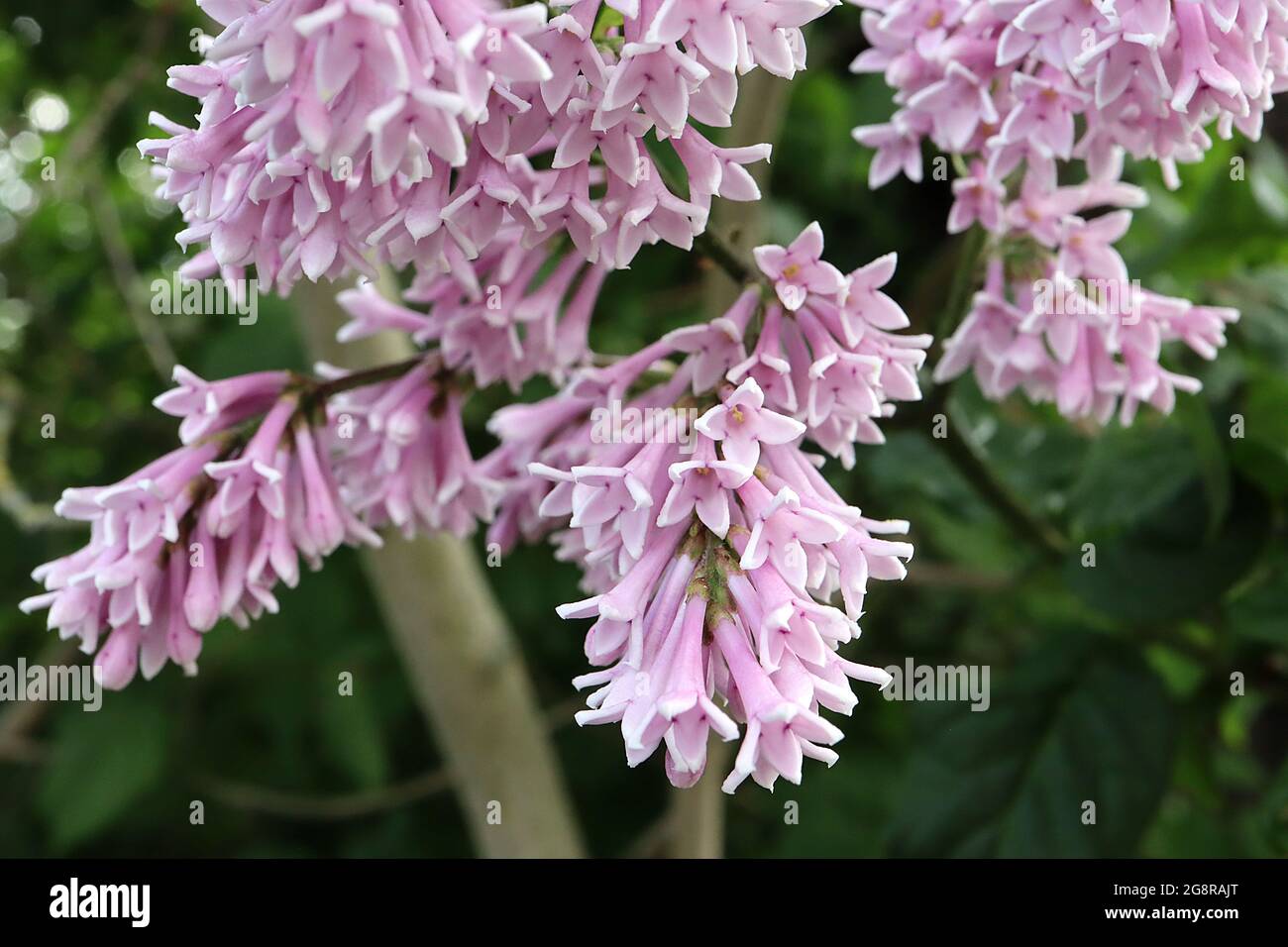 Syringa x prestoniae royalty hi-res stock photography and images - Alamy