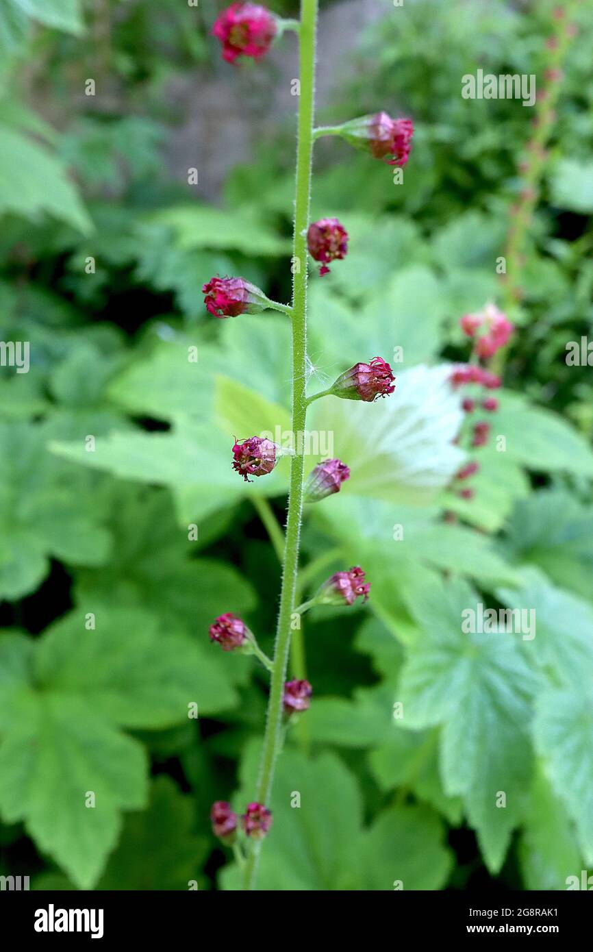 Tellima forest frost hi-res stock photography and images - Alamy
