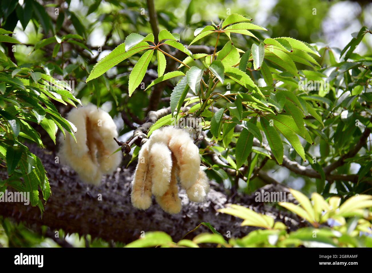 Samauma tree hi-res stock photography and images - Alamy