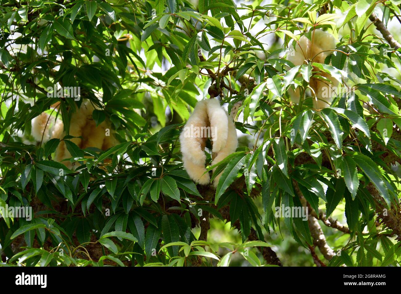 Samauma tree hi-res stock photography and images - Alamy