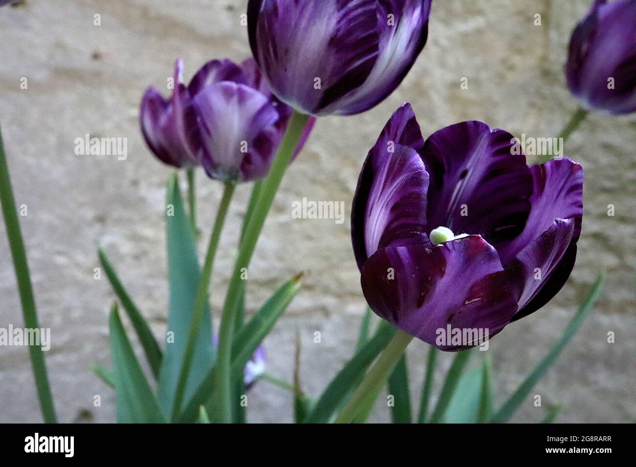 Tulipa Columbine Rembrandt 9 Columbine tulip – deep purple flowers with ...