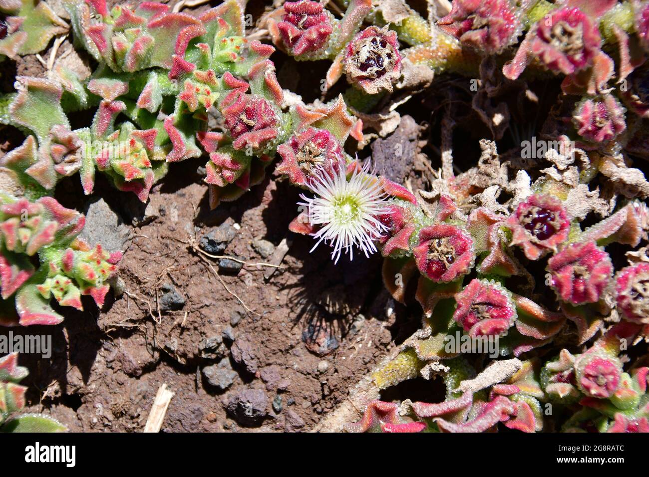 common ice plant, crystalline ice plant, Eiskraut, Eisblume, Kristall ...