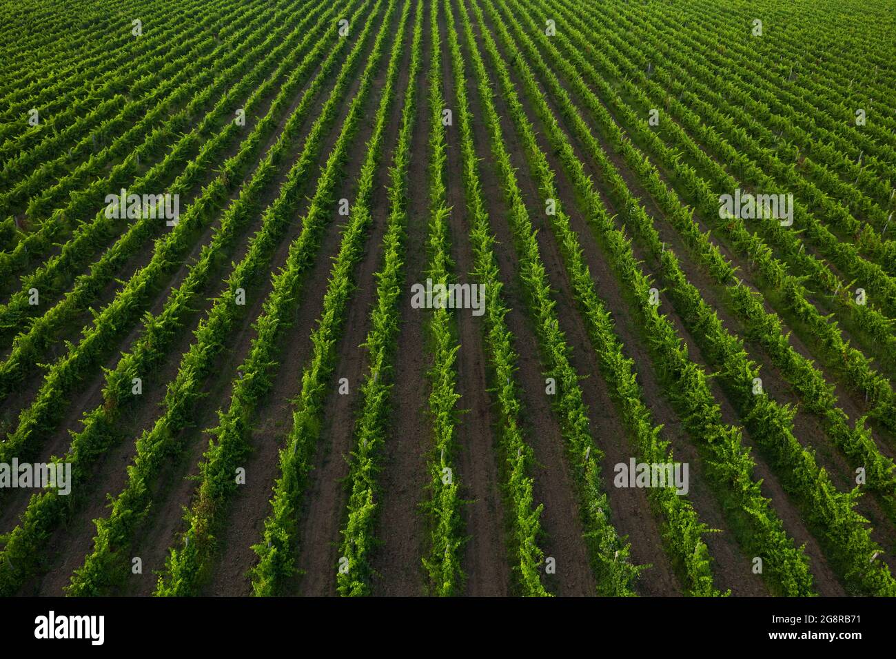 Aerial view to a rows from vineyards Stock Photo - Alamy