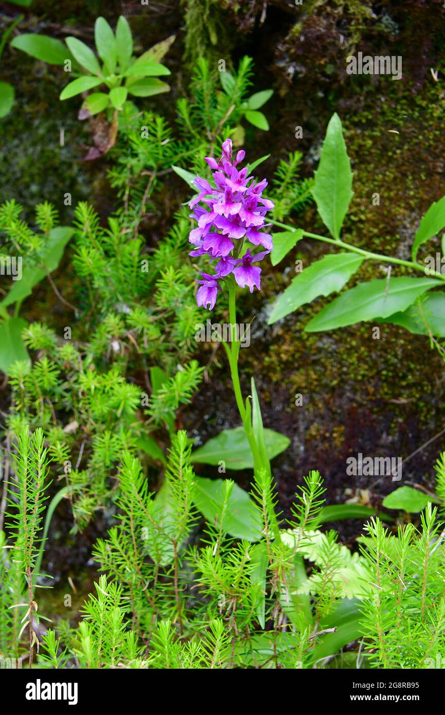 Madeira orchid, leafy orchid, Dactylorhiza foliosa, orchidea, endemic ...