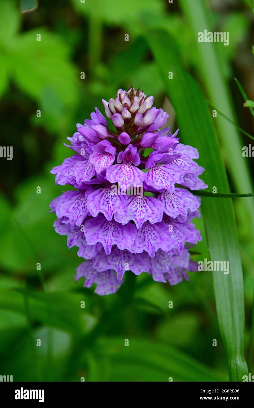 Madeira orchid, leafy orchid, Dactylorhiza foliosa, orchidea, endemic ...