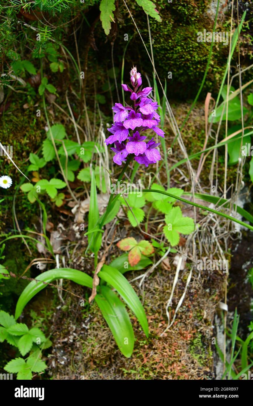 Madeira orchid, leafy orchid, Dactylorhiza foliosa, orchidea, endemic ...