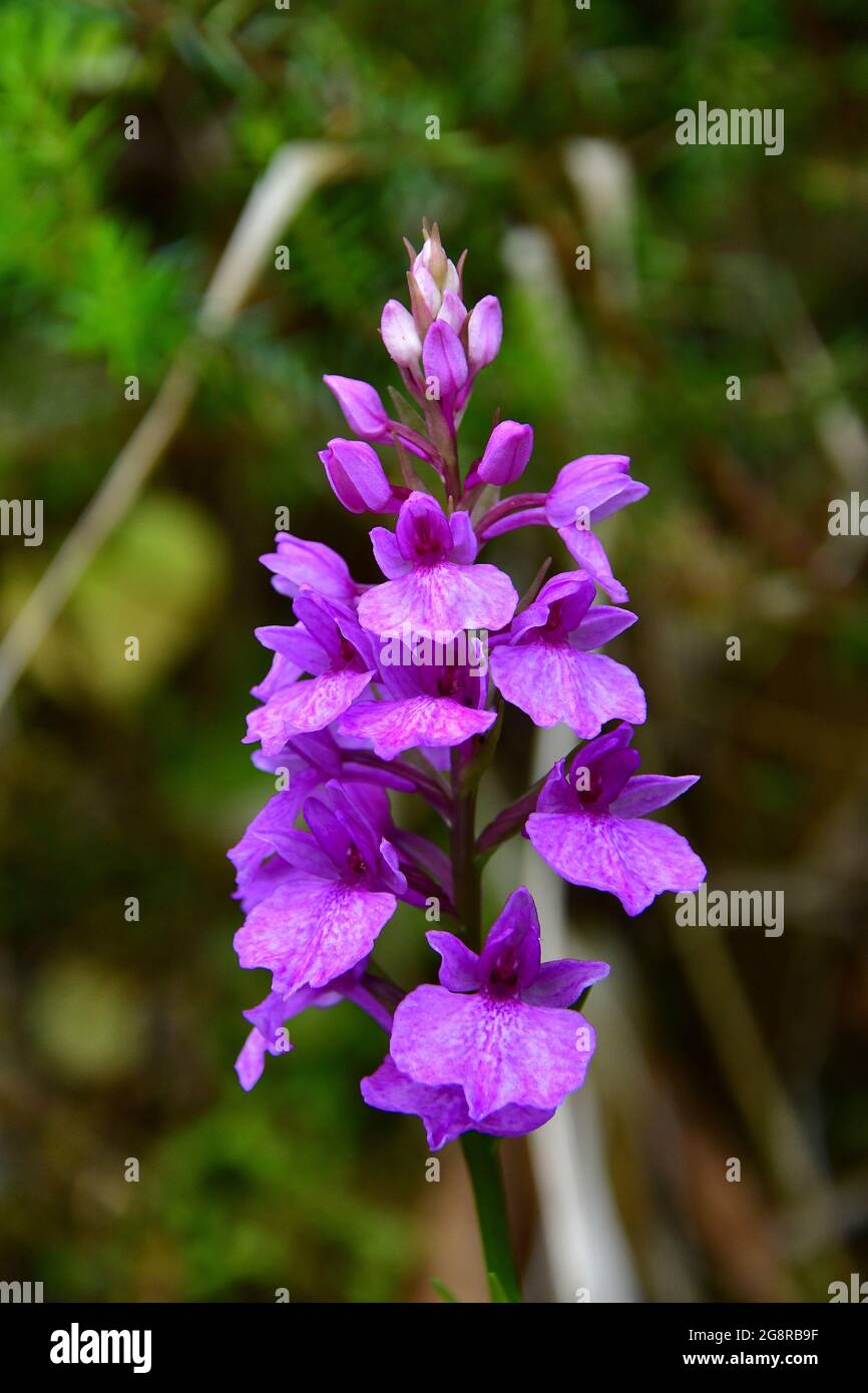 Madeira orchid, leafy orchid, Dactylorhiza foliosa, orchidea, endemic ...