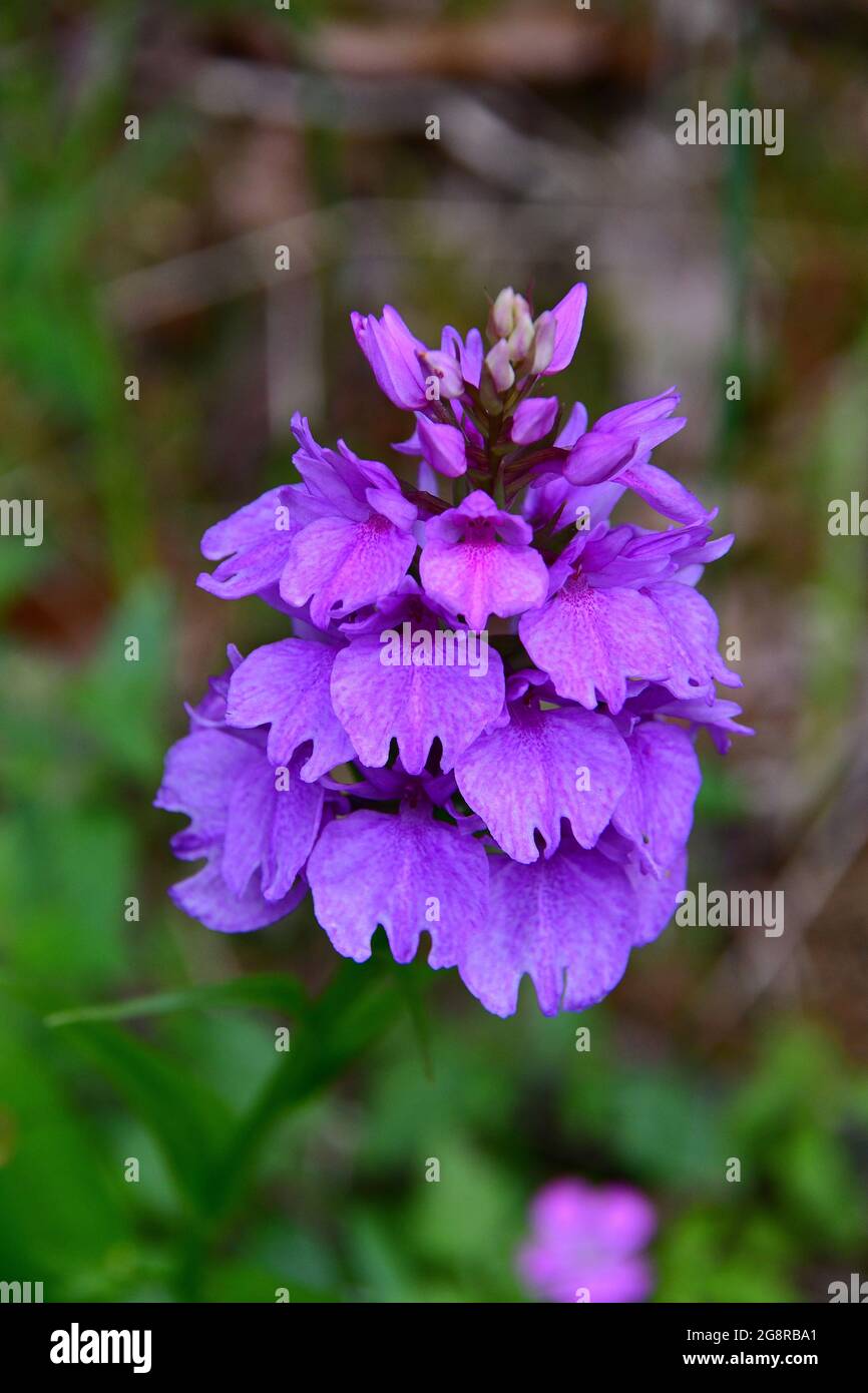 Madeira orchid, leafy orchid, Dactylorhiza foliosa, orchidea, endemic ...