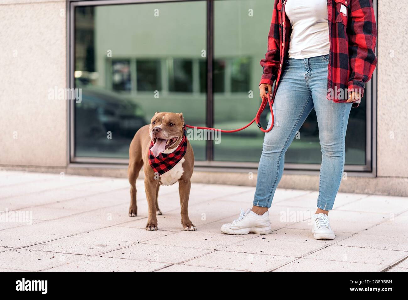 Purebred dog walking in the street with his owner and looking at front ...