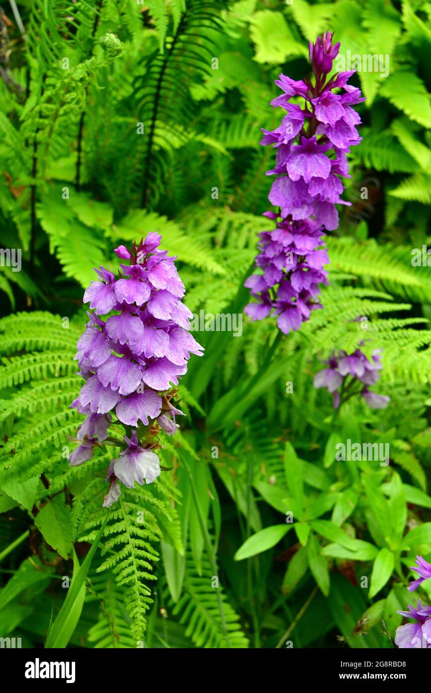 Madeira orchid, leafy orchid, Dactylorhiza foliosa, orchidea, endemic ...