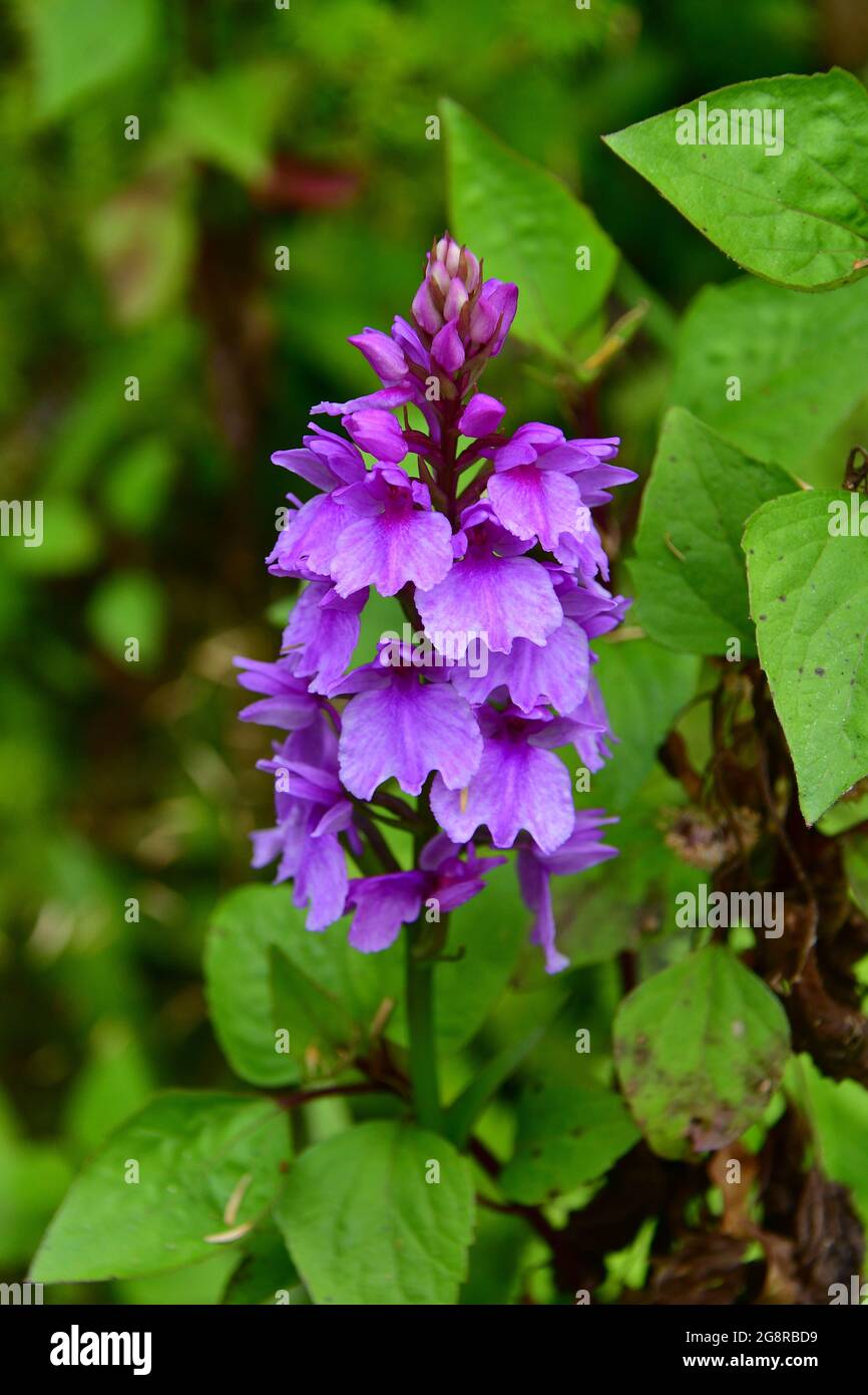 Madeira orchid, leafy orchid, Dactylorhiza foliosa, orchidea, endemic ...