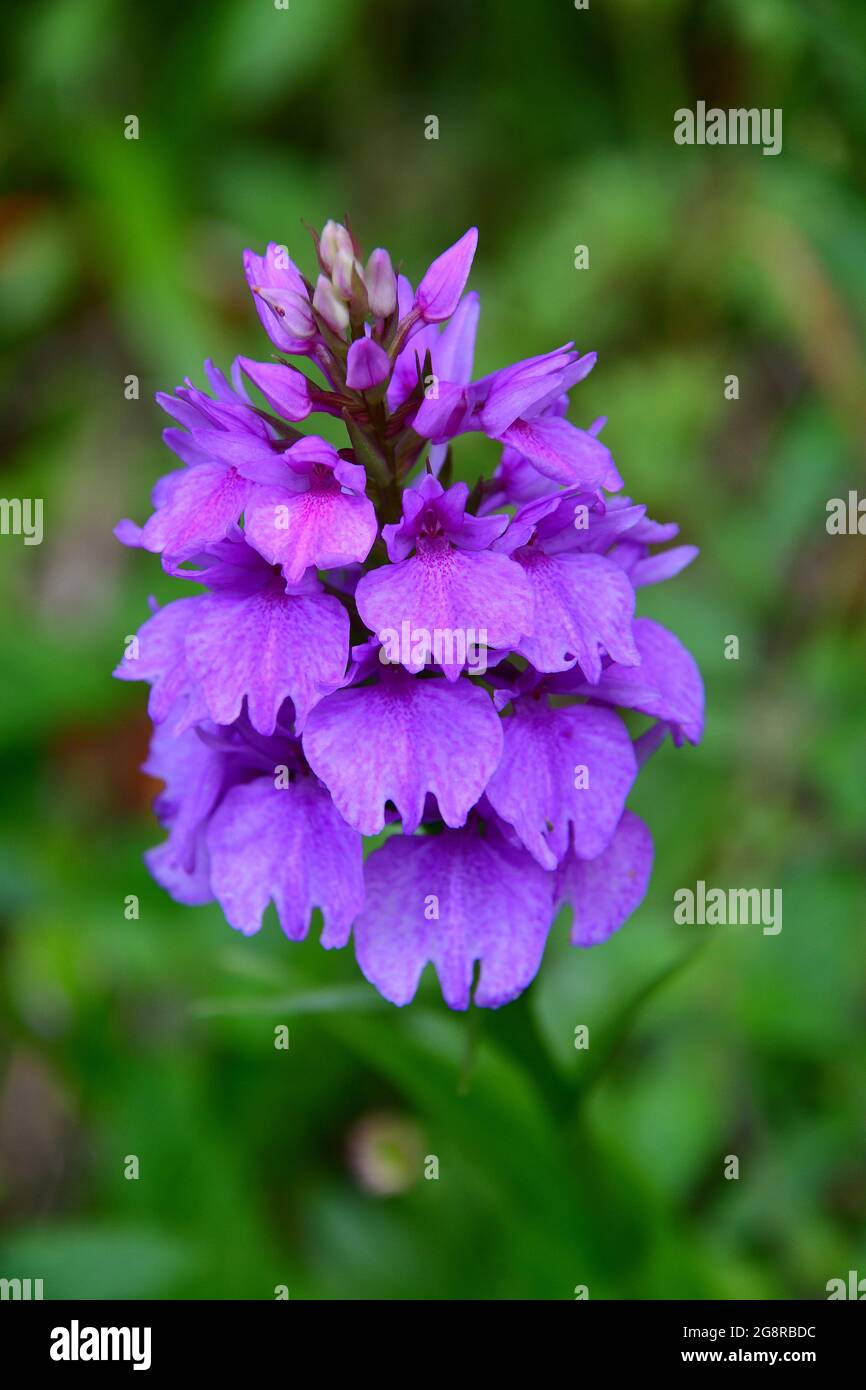Madeira orchid, leafy orchid, Dactylorhiza foliosa, orchidea, endemic ...