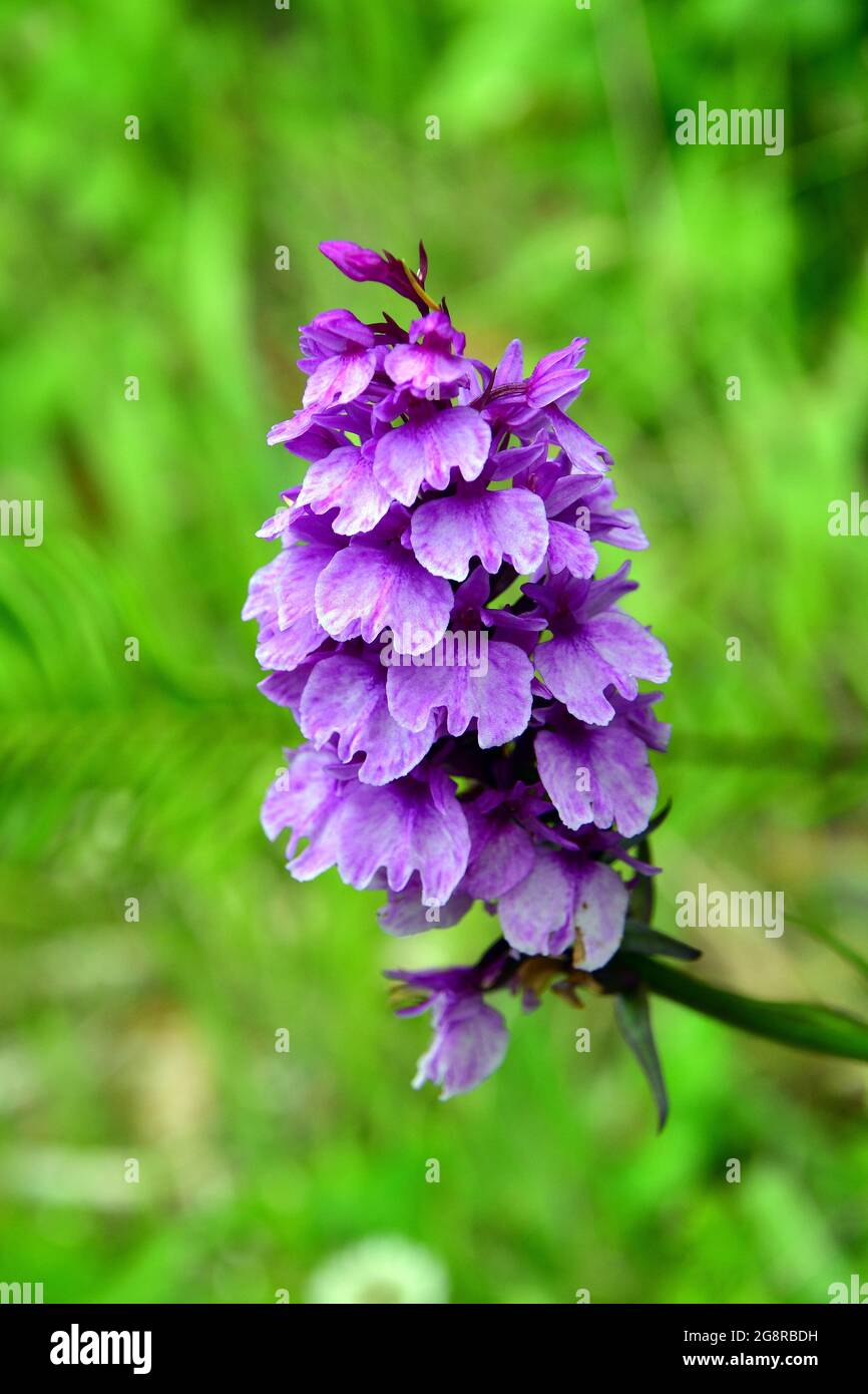 Madeira orchid, leafy orchid, Dactylorhiza foliosa, orchidea, endemic ...