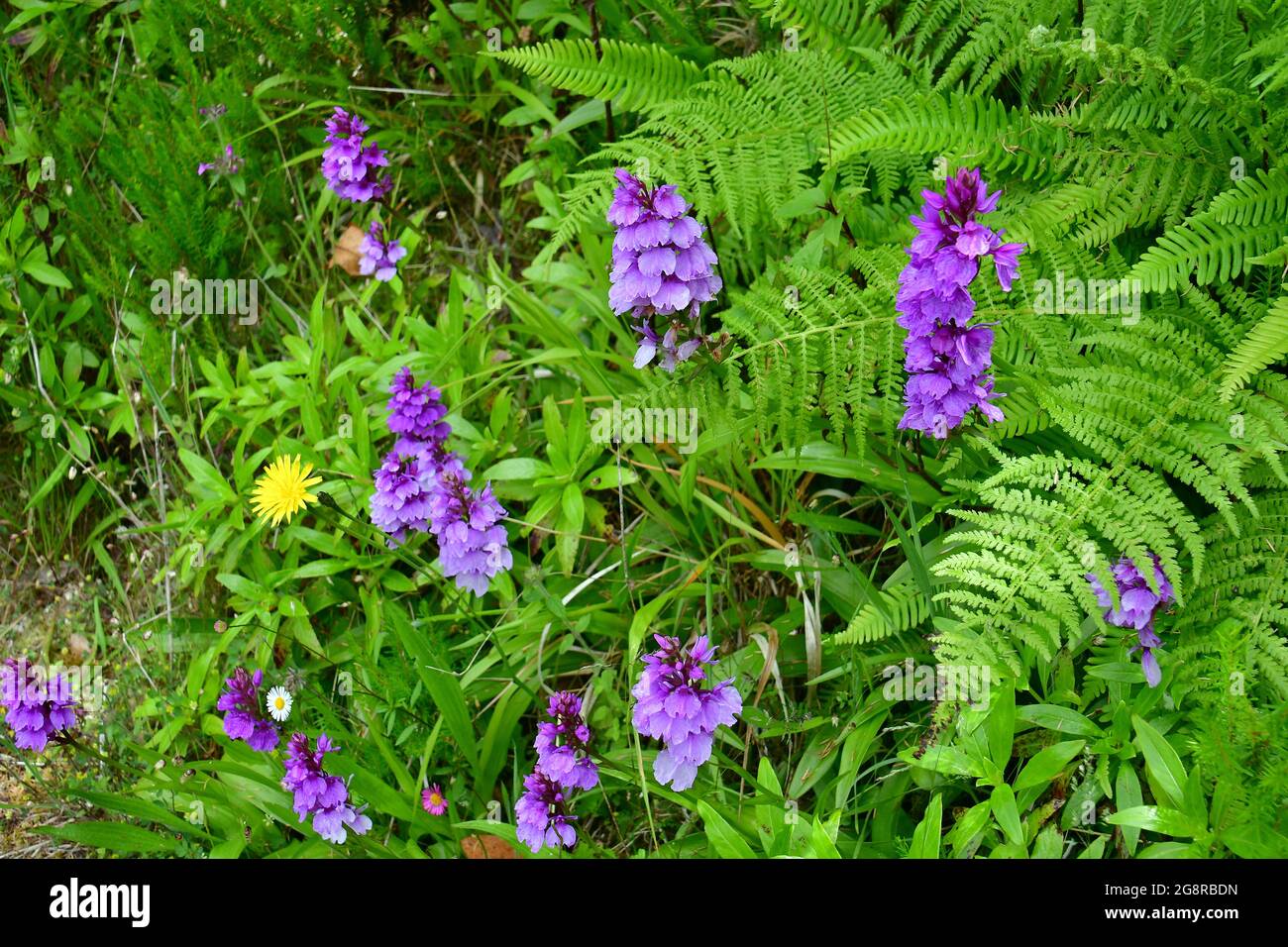Madeira orchid, leafy orchid, Dactylorhiza foliosa, orchidea, endemic ...