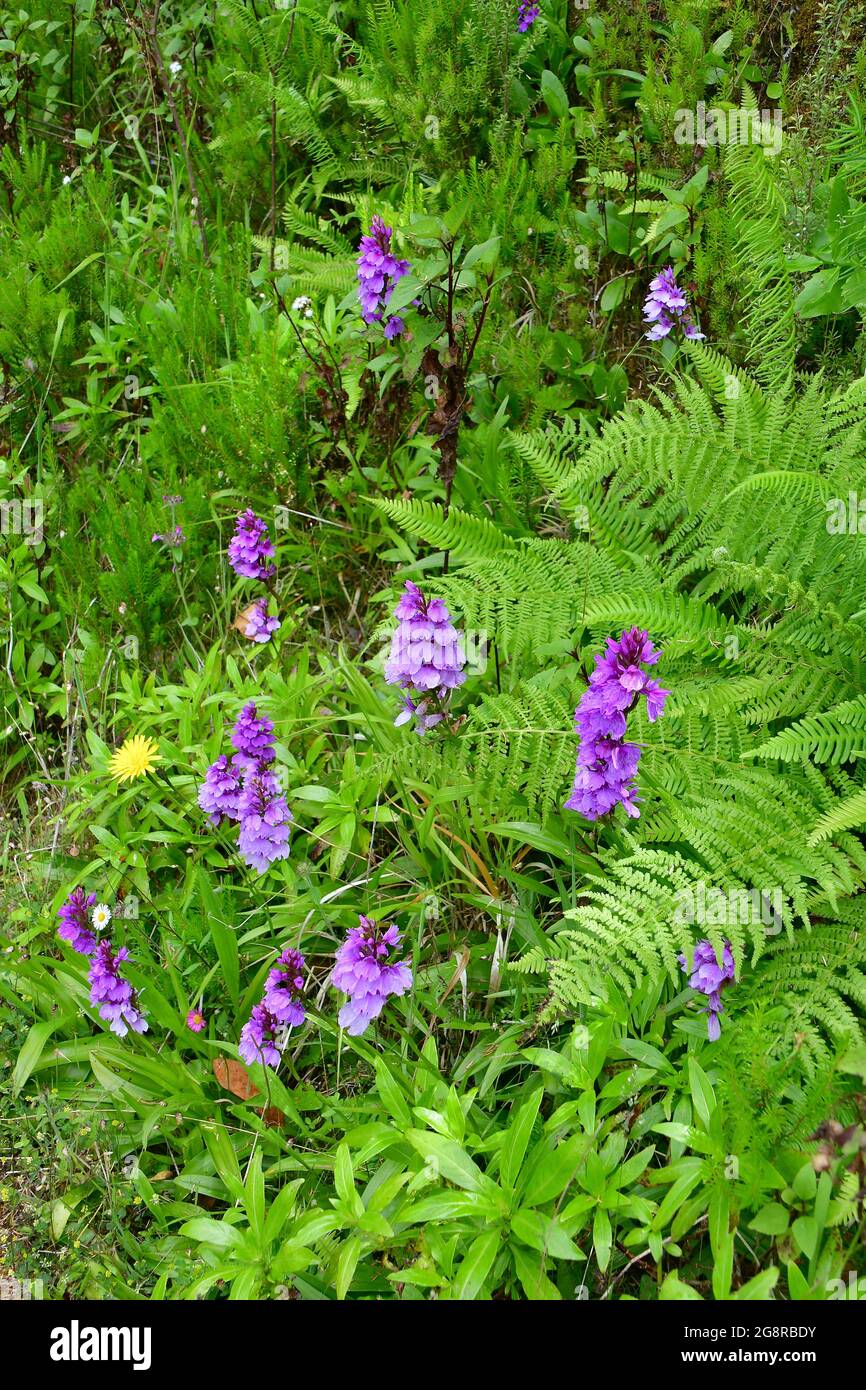 Madeira orchid, leafy orchid, Dactylorhiza foliosa, orchidea, endemic ...