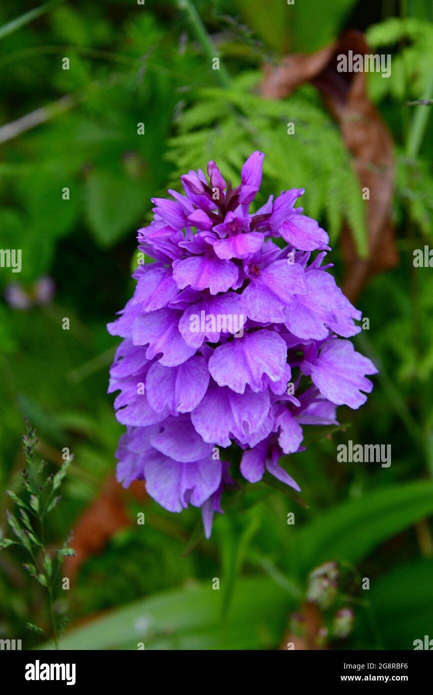 Madeira orchid, leafy orchid, Dactylorhiza foliosa, orchidea, endemic ...
