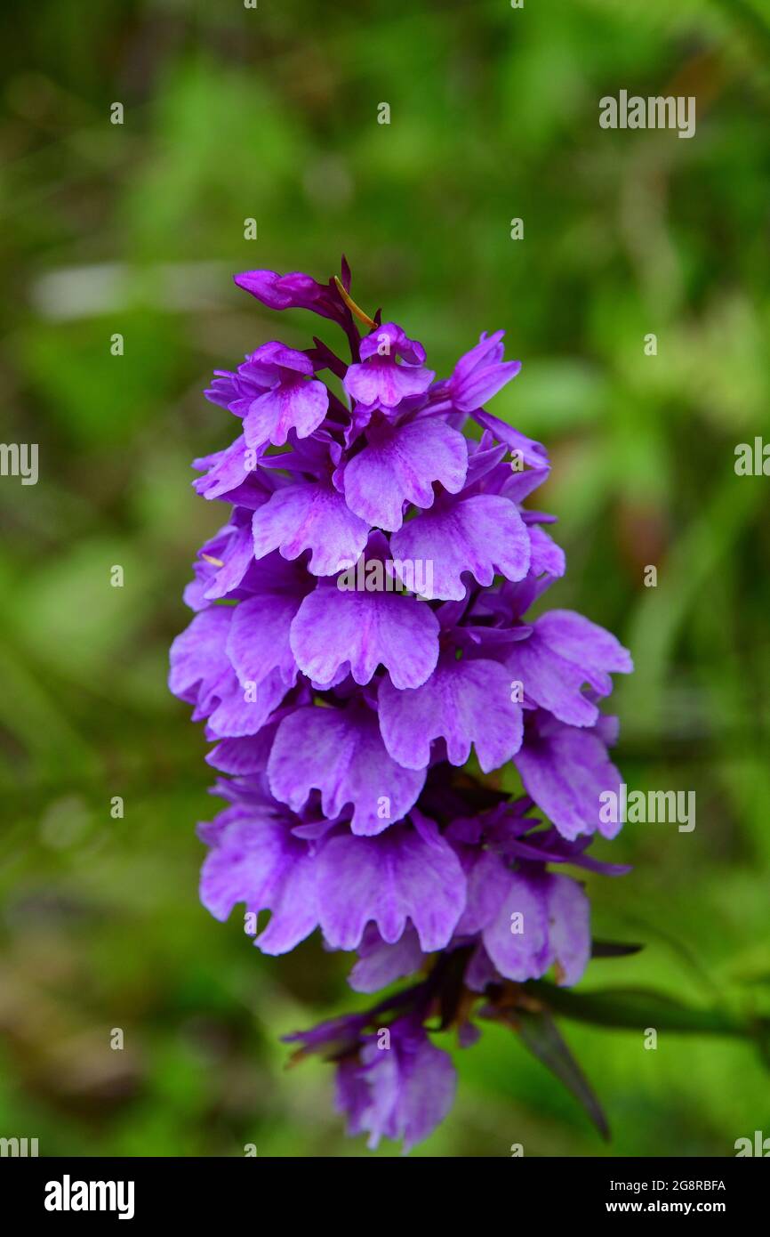 Madeira orchid, leafy orchid, Dactylorhiza foliosa, orchidea, endemic ...