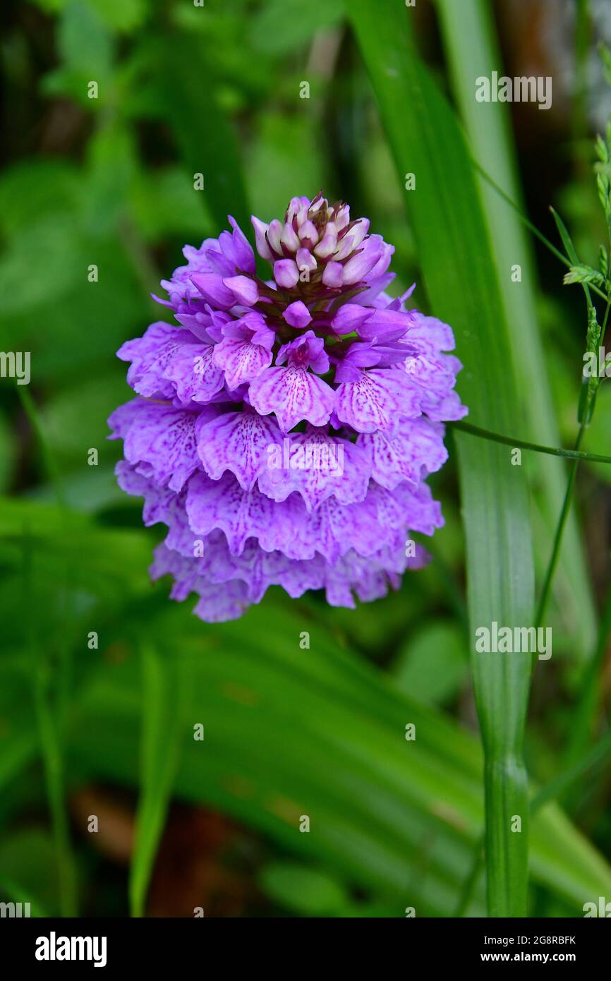 Madeira orchid, leafy orchid, Dactylorhiza foliosa, orchidea, endemic ...