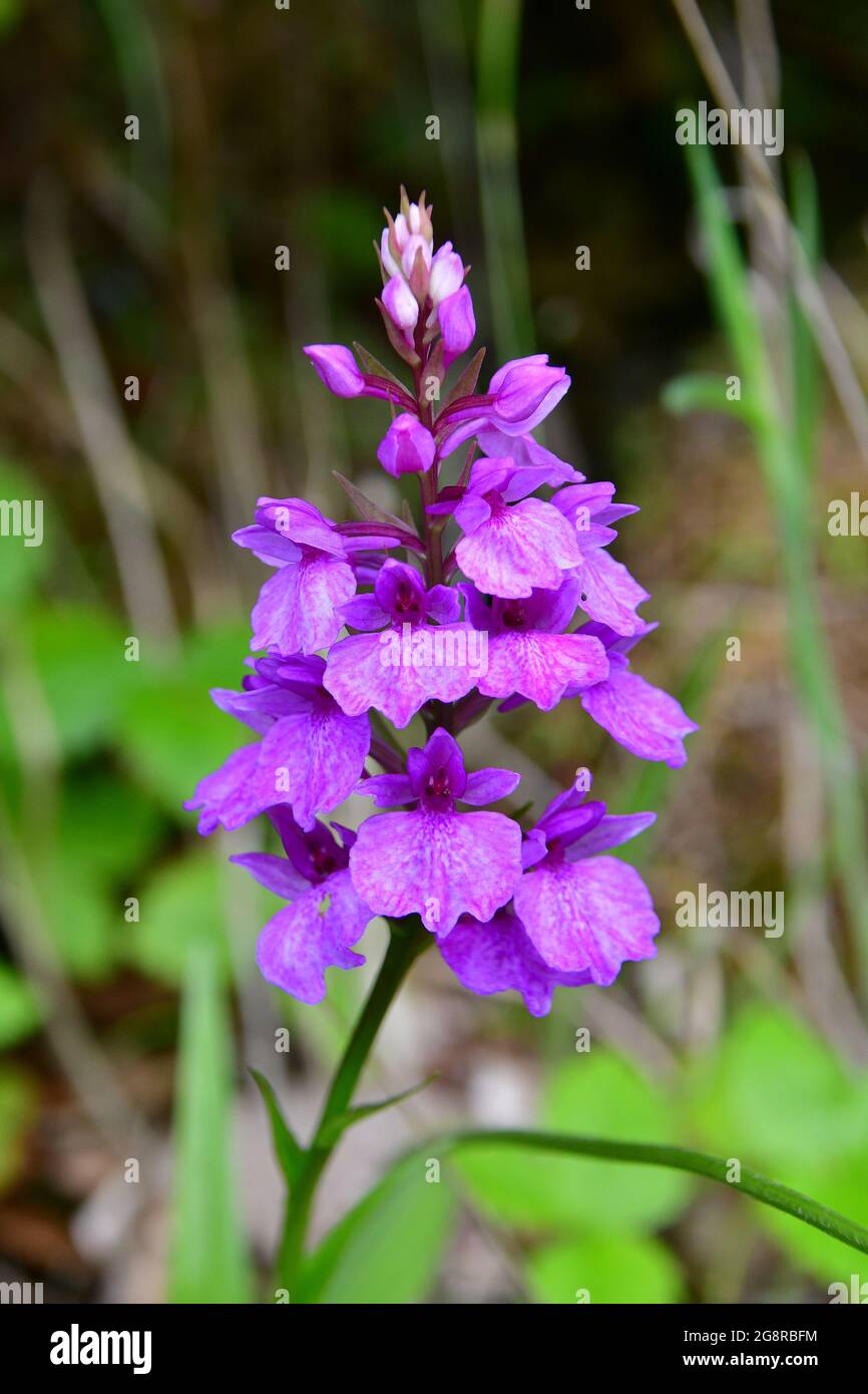 Madeira orchid, leafy orchid, Dactylorhiza foliosa, orchidea, endemic ...