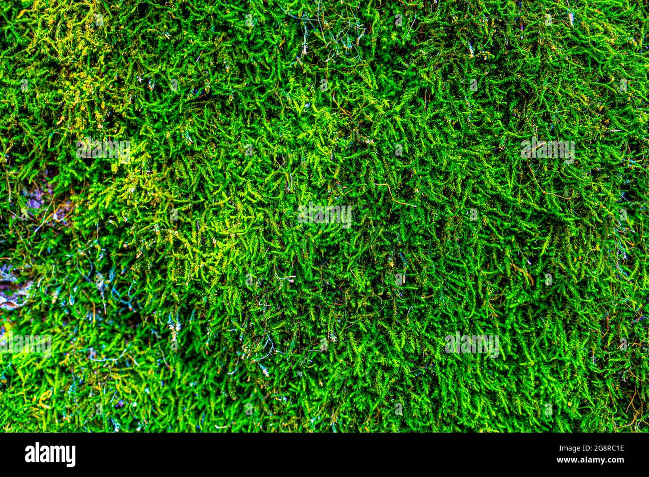 Decorative green moss used for interior design as creative background ...