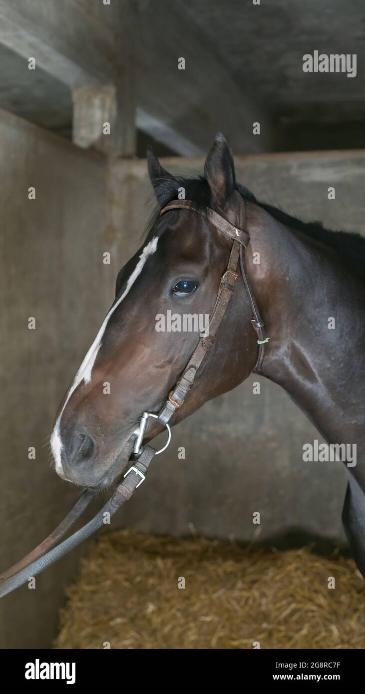 Dark brown horse in the farmland Stock Photo - Alamy