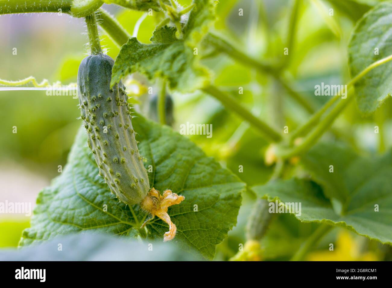 Cucumber growing in garden. Agriculture vegetable backdrop. Green cuke ...