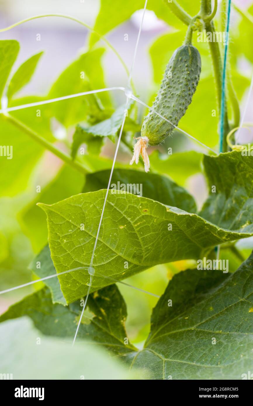 Cucumber in garden. Agriculture vegetable backdrop. Green cuke harvest ...