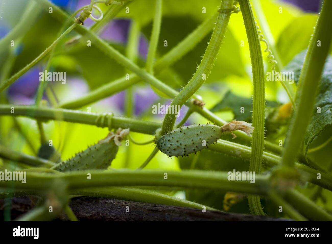Cucumbers growing in garden. Agriculture vegetable backdrop. Green cuke ...