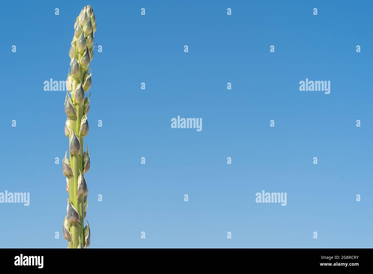 Soaptree Yucca plant in White Sands National Park, isolated Stock Photo ...