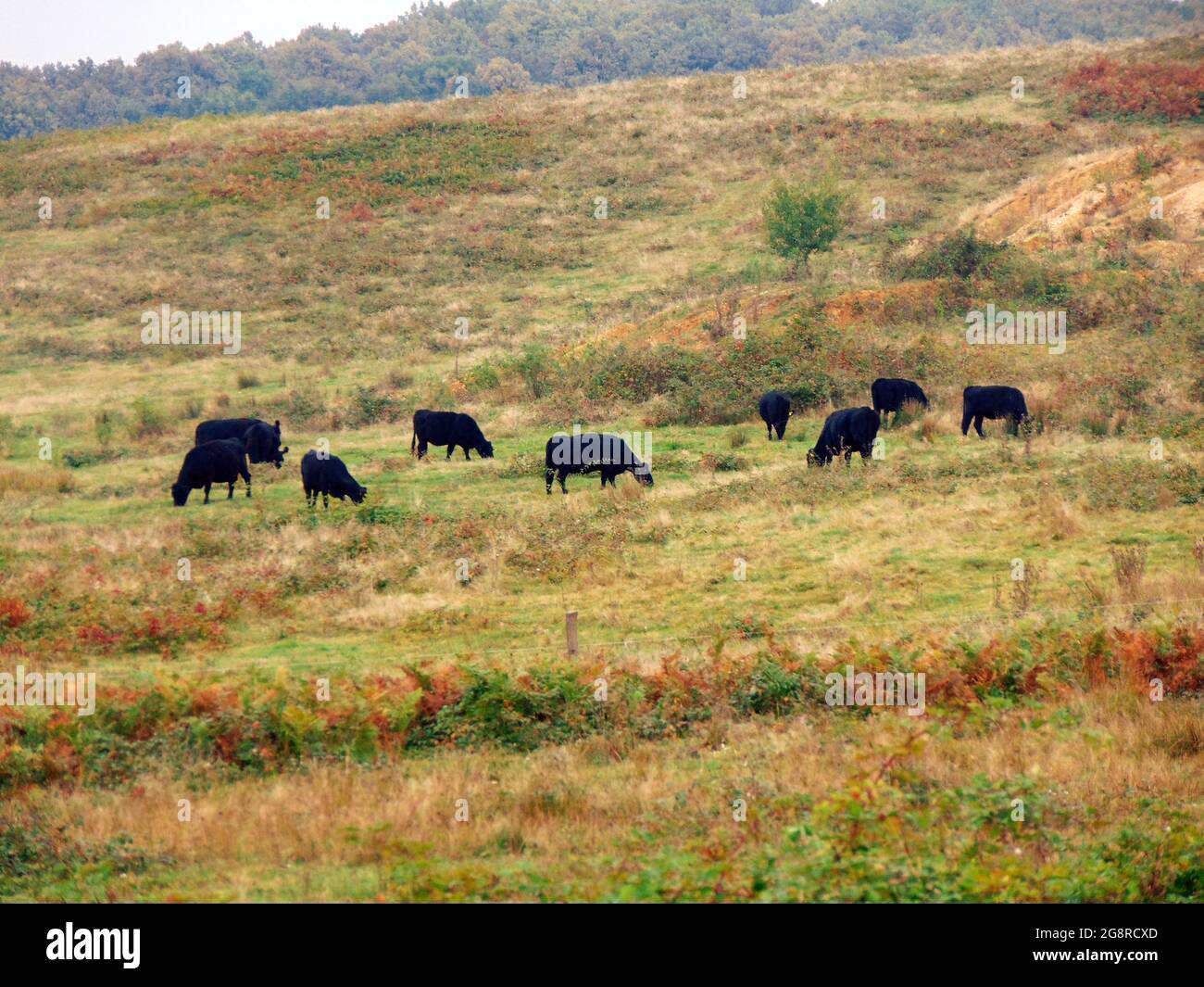 Herd of angus cows in the field Stock Photo - Alamy