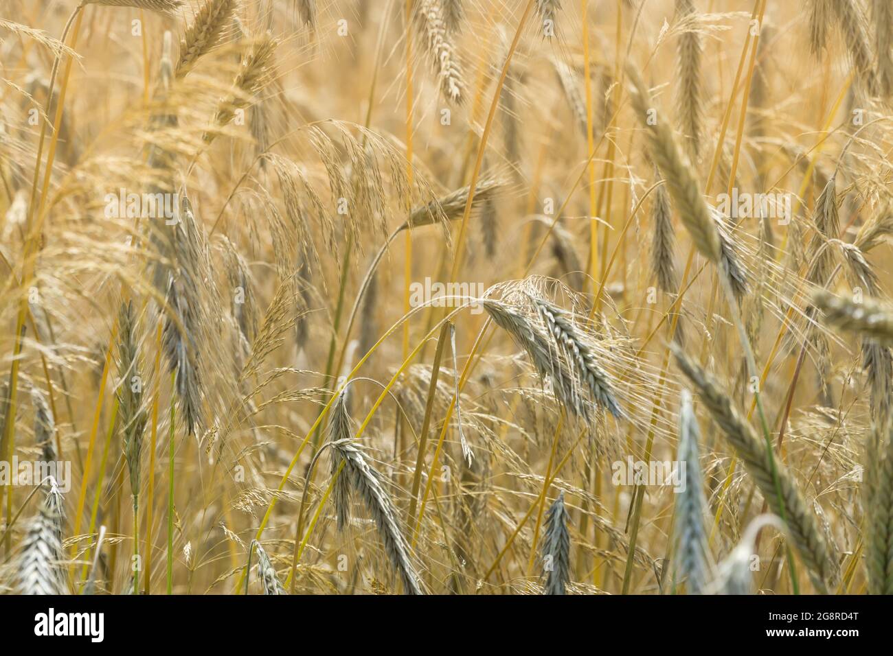 Closeup of ripe ears of rye. Rye field in gold color, natural ...