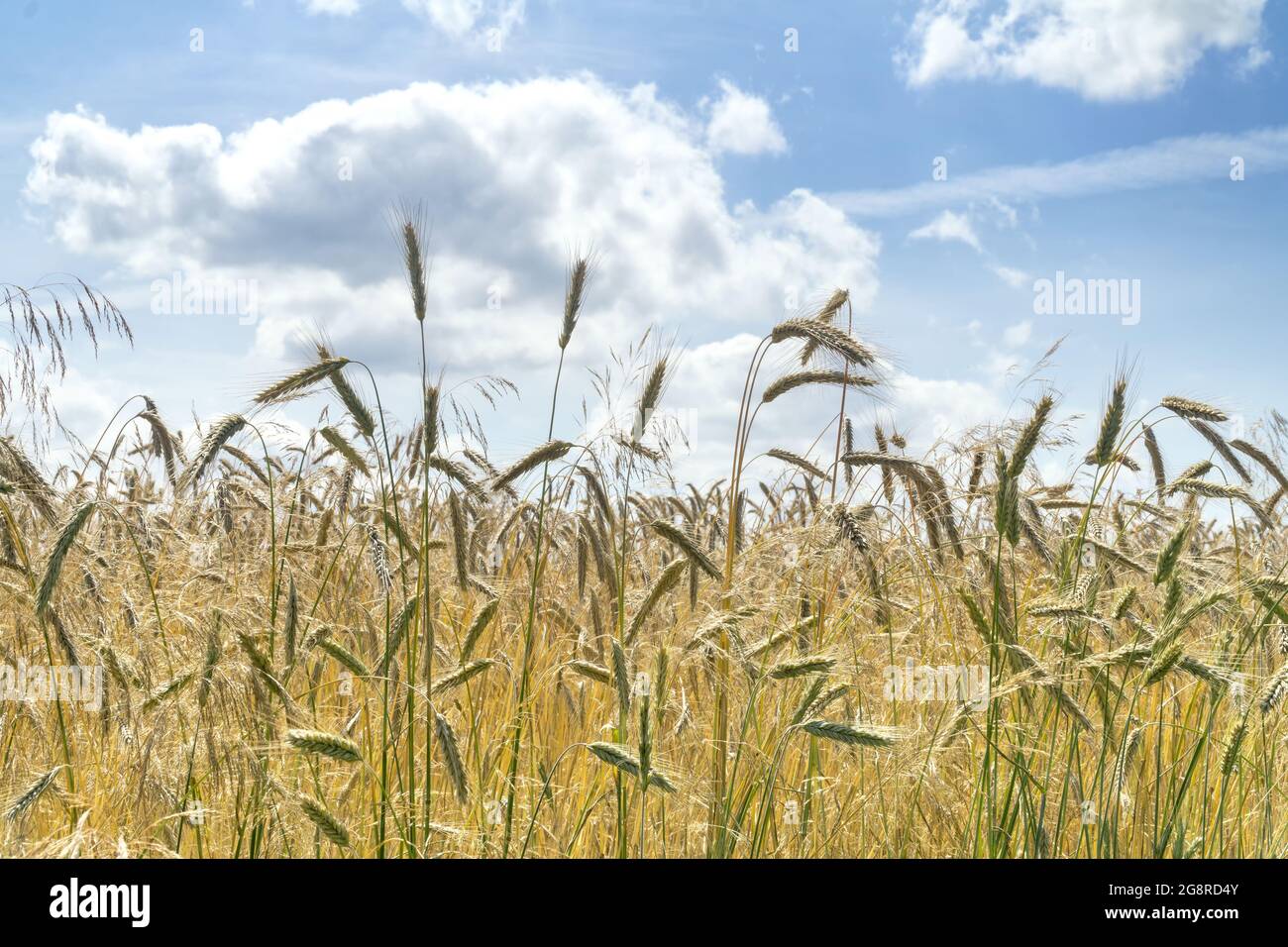 Closeup of ripe ears of rye against blue sky with white clouds. Rural ...