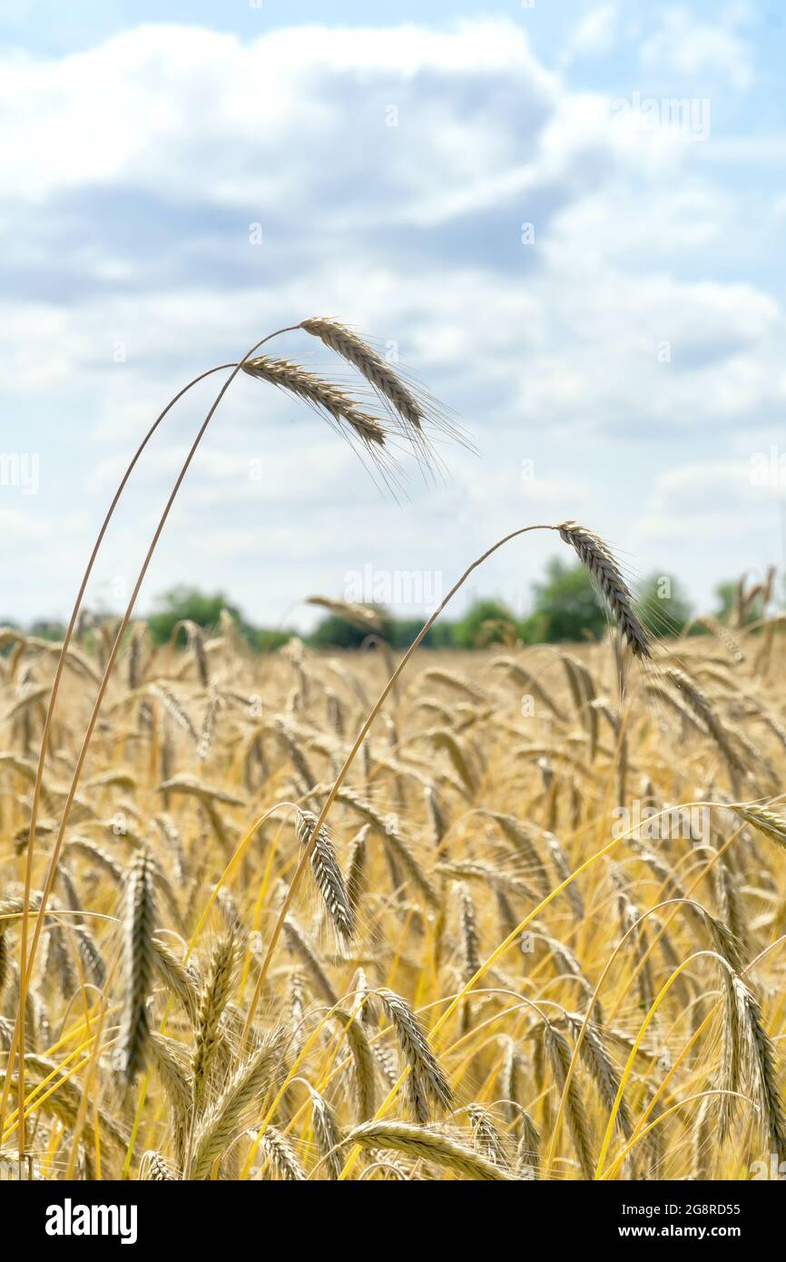 Closeup of ripe ears of rye against blue sky with white clouds. Rural ...