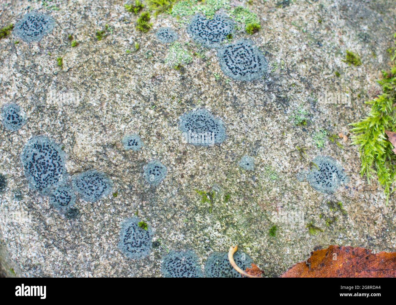 background texture: the surface of old concrete slab covered with moss ...