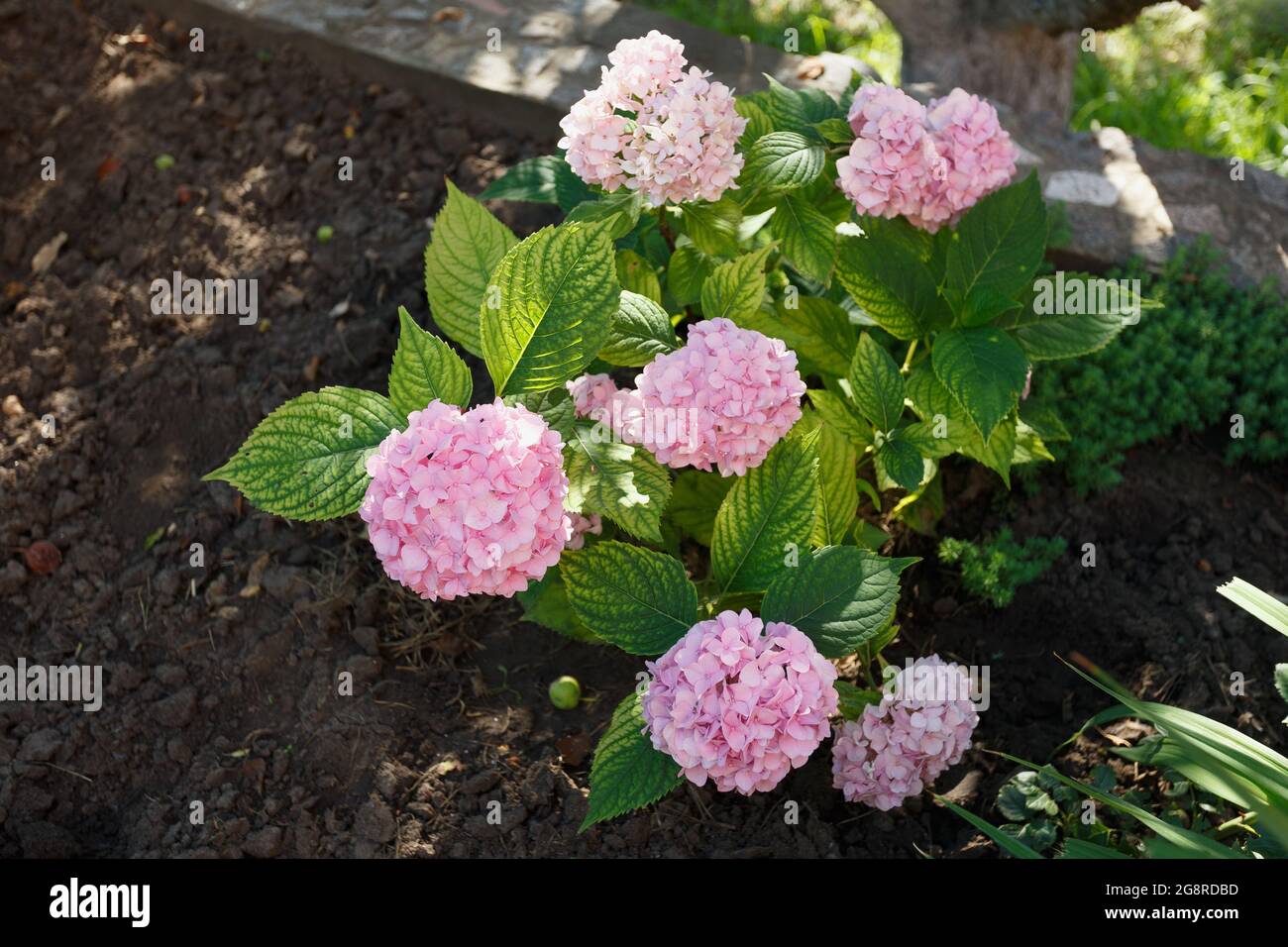 Endless summer hydrangea hi-res stock photography and images - Alamy