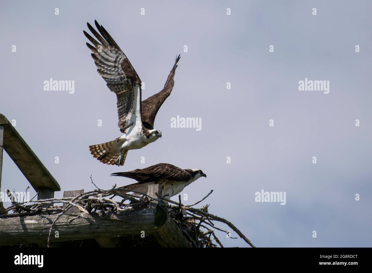 osprey in flight Stock Photo - Alamy