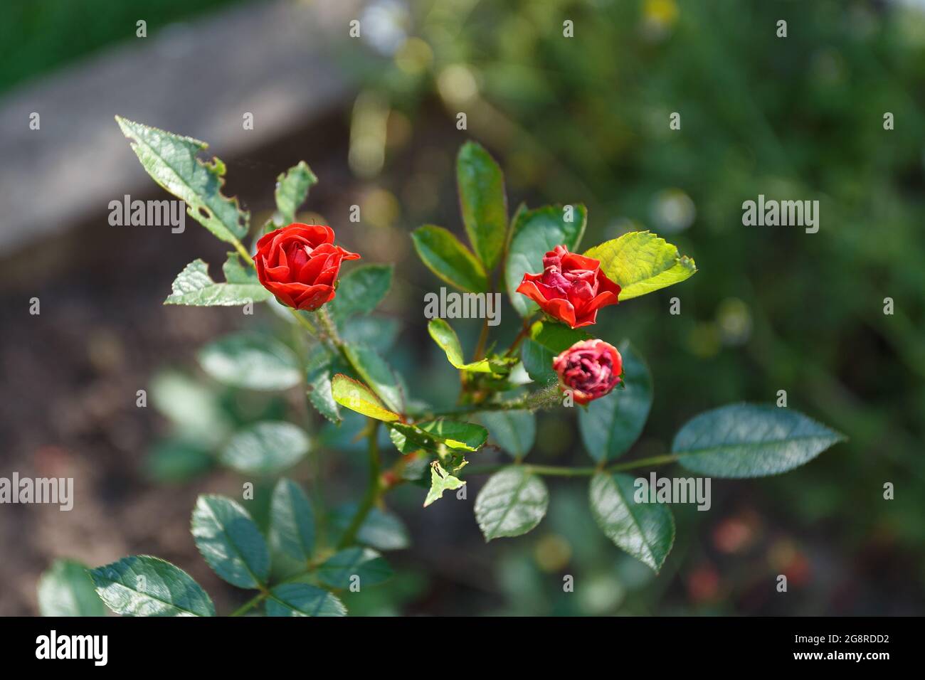 Red rose with little buds in the summer garden Stock Photo - Alamy
