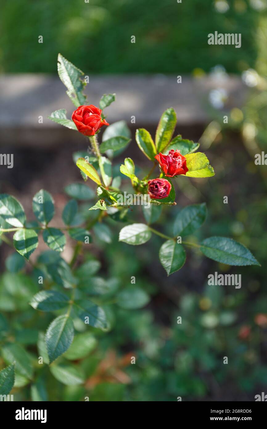 Red rose with little buds in the summer garden Stock Photo - Alamy