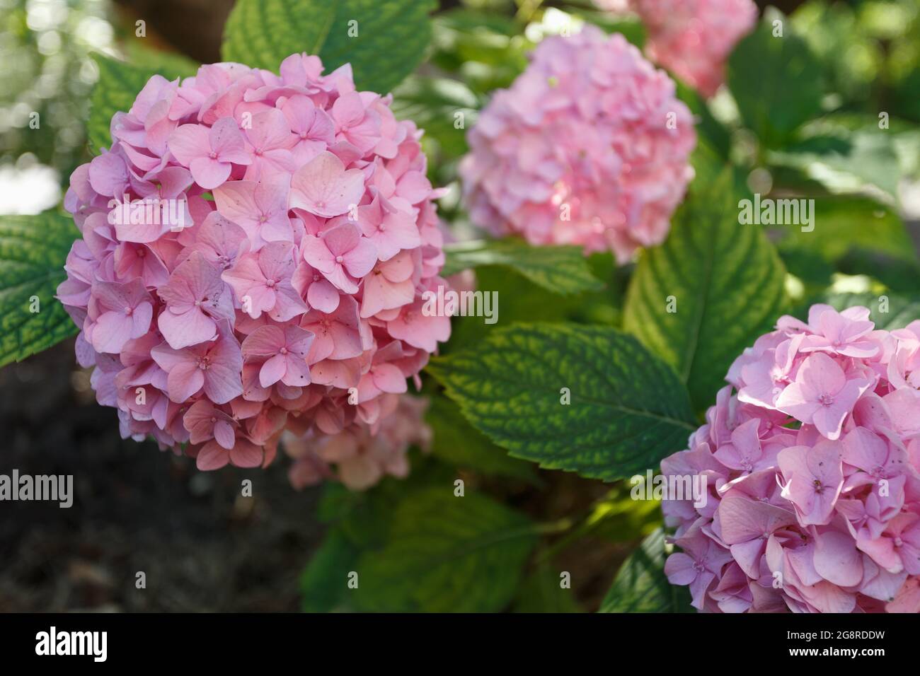 Endless summer hydrangea hi-res stock photography and images - Alamy