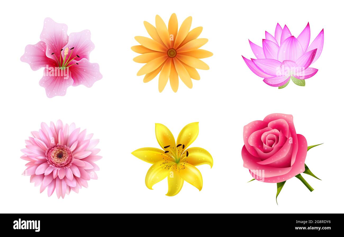 Colorful Realistic Flower Set for Celebration Decoration Stock Vector ...