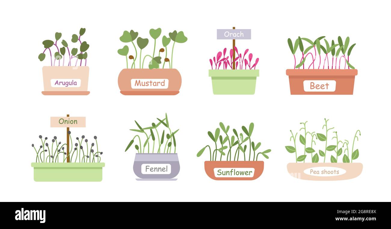 Micro greens sprouts food vector illustration set. Cartoon fresh ...