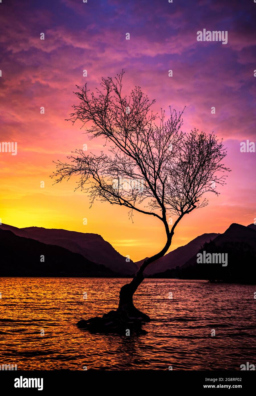 beautiful photograph of tree by the river Stock Photo - Alamy