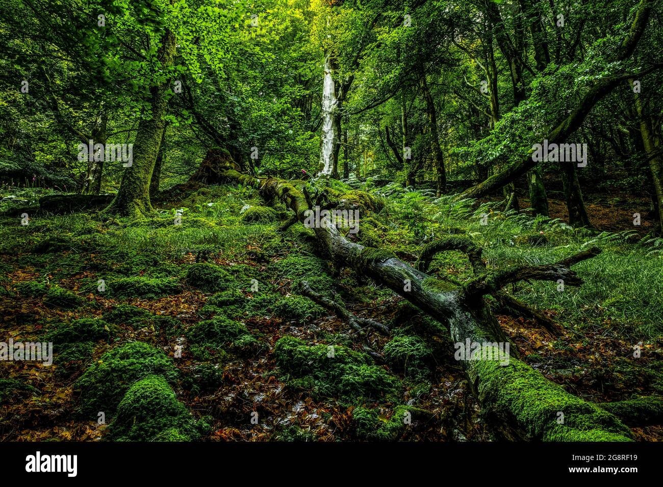 beautiful photograph of a magical green forest Stock Photo - Alamy