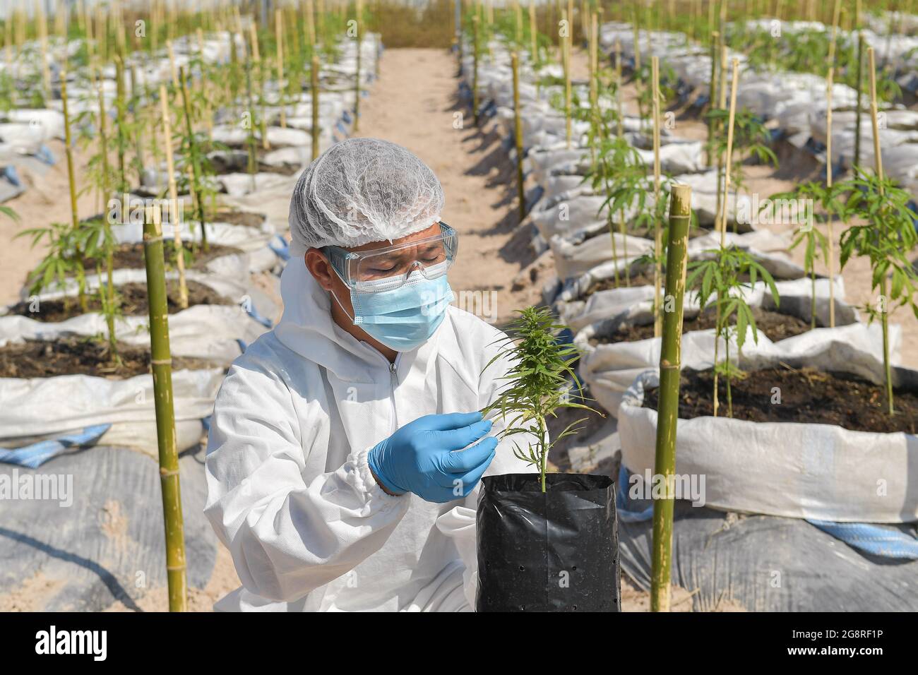 Cannabis farm house hi-res stock photography and images - Alamy