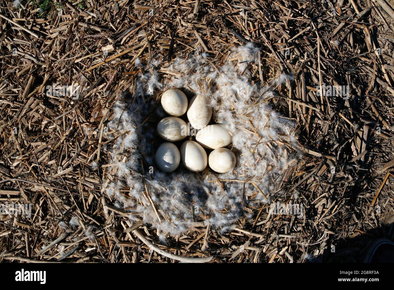 Top view of Greater rhea eggs in nest Stock Photo - Alamy
