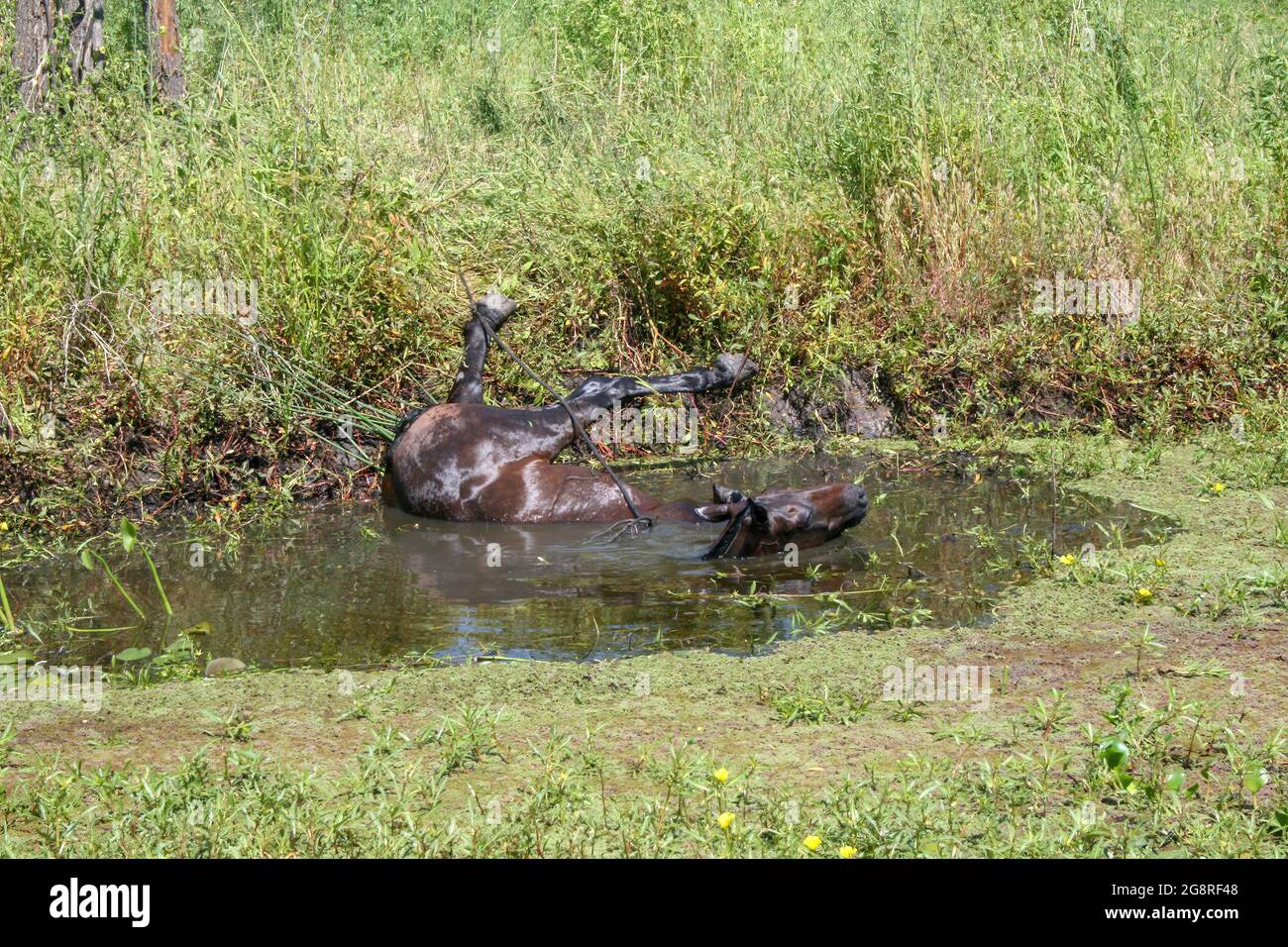 Fallen horse hi-res stock photography and images - Alamy